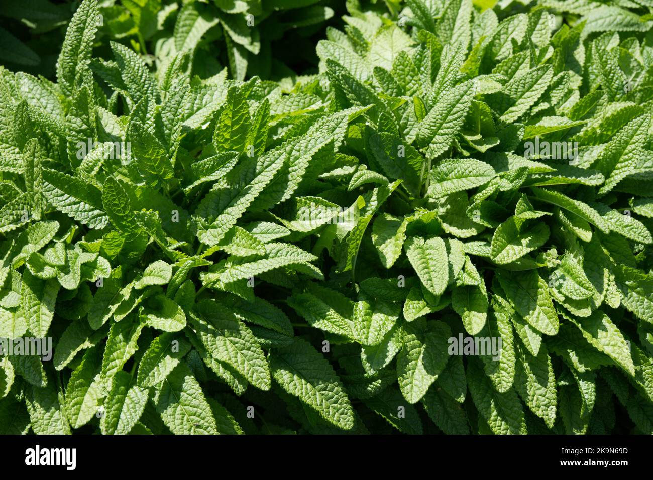 Leaves of herb betony - Betonica officinalis UK garden June Stock Photo ...