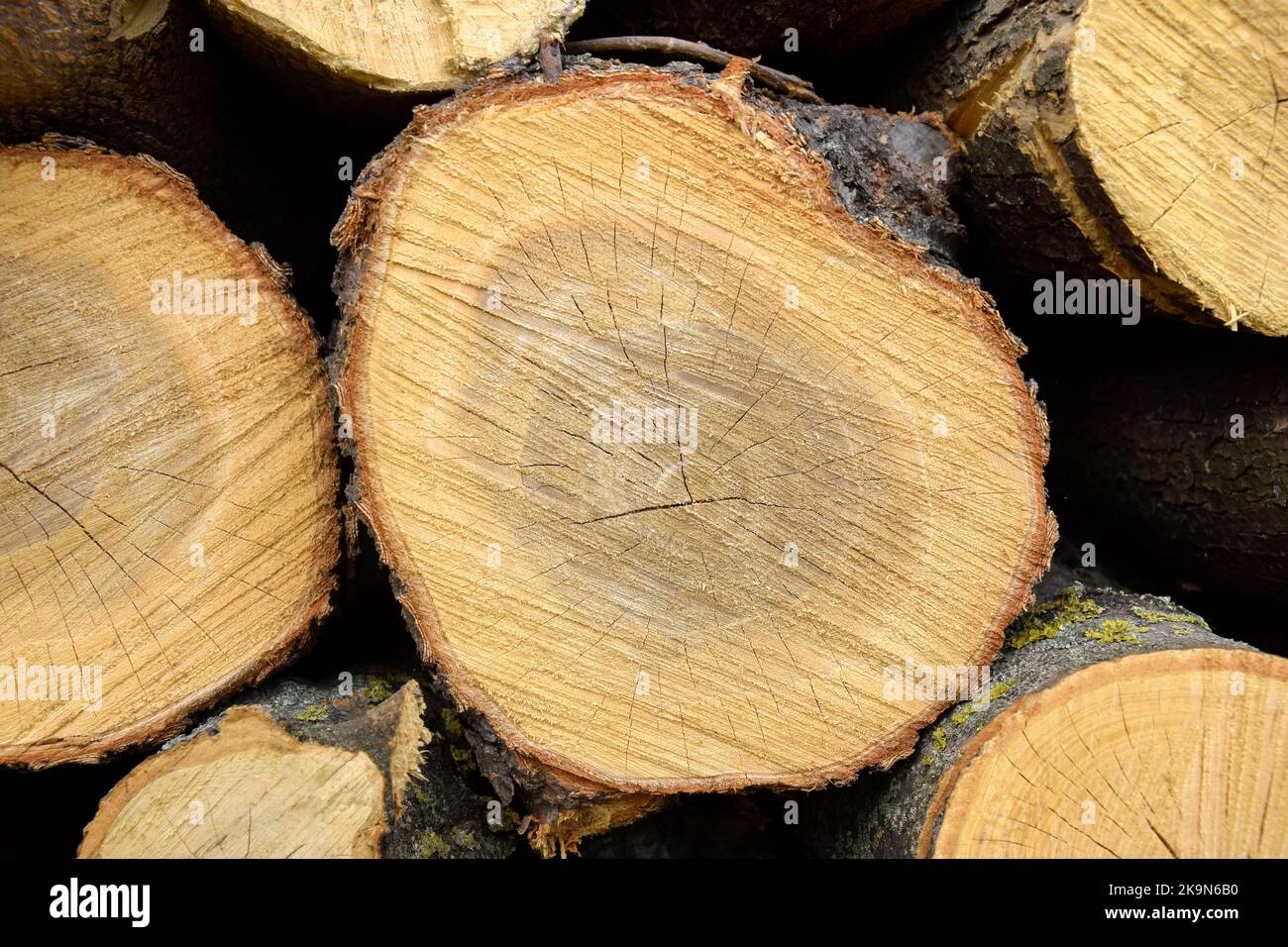 Round logs is stacked in piles. Preparing firewood for winter. Woodpile ...