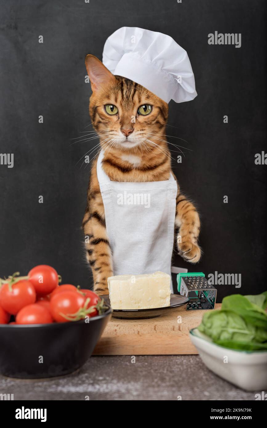 Bengal cat cook with a grater and cheese on a dark background Stock ...