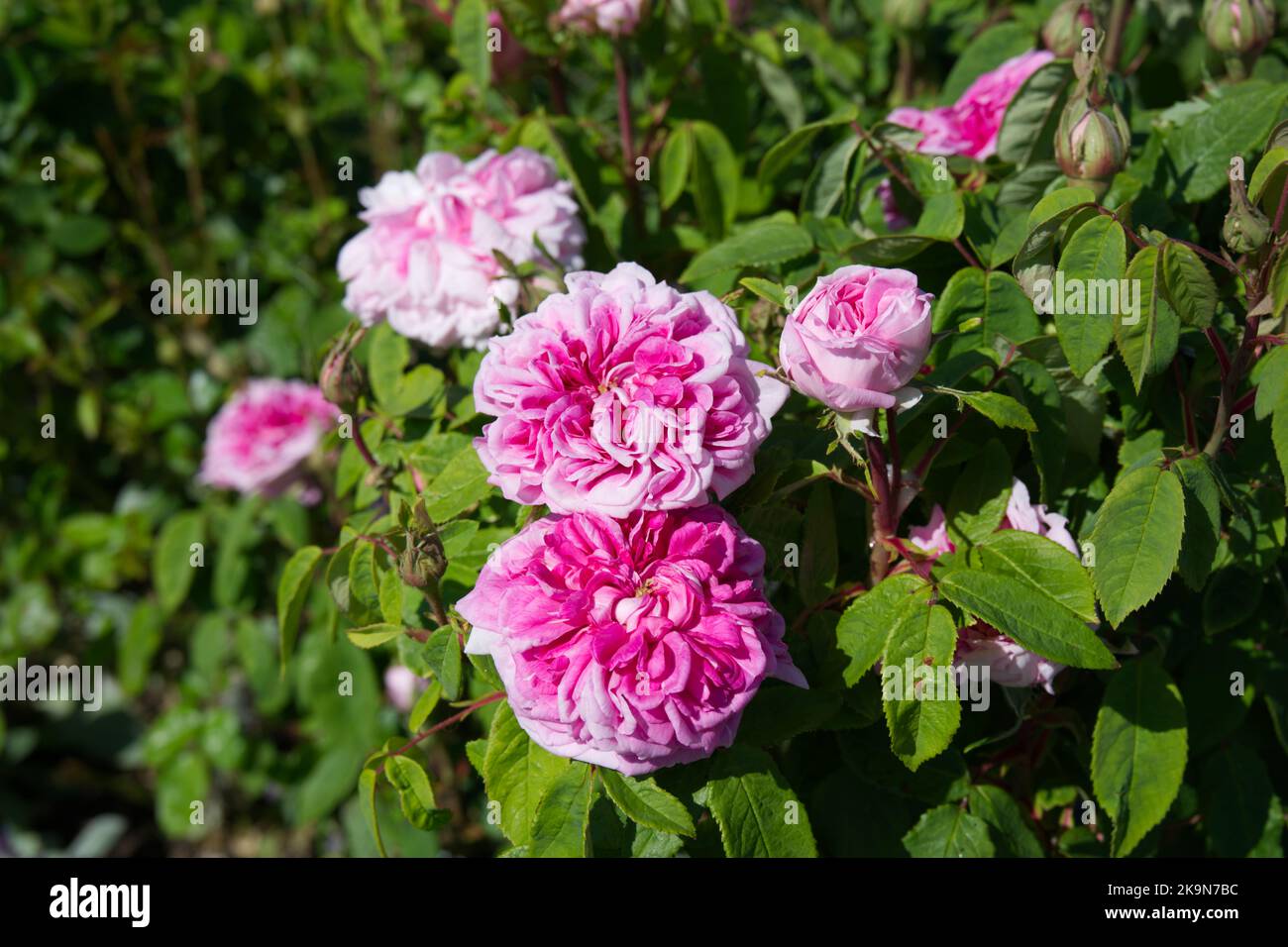 Rose castle hi-res stock photography and images - Alamy
