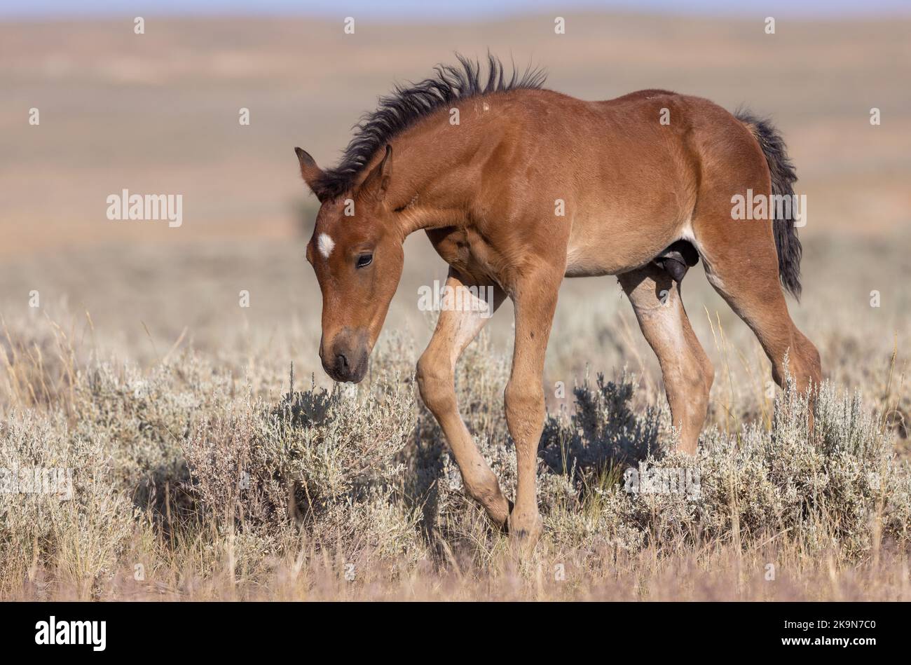 Wild Horse Foal in Summer in the Wyoming Desert Stock Photo - Alamy
