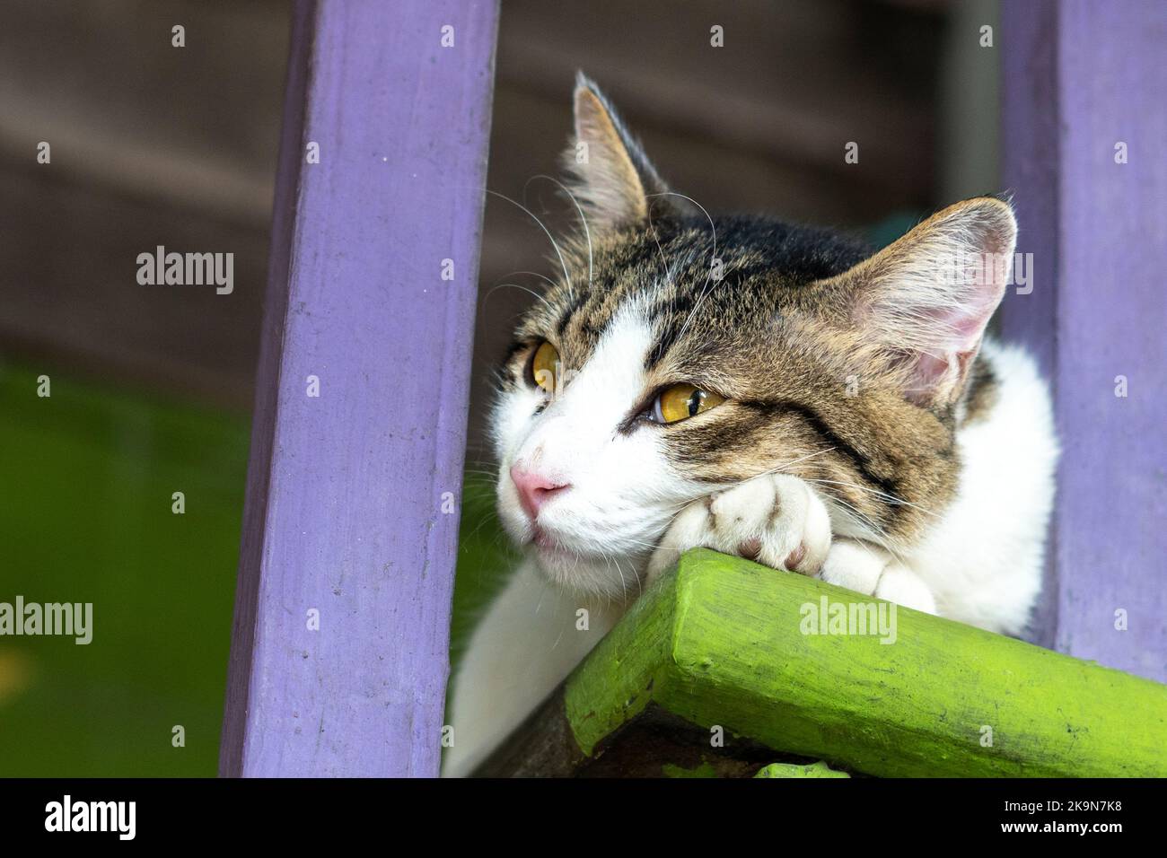 kitten sly cat on the stairs at home animal looking outside Stock Photo ...