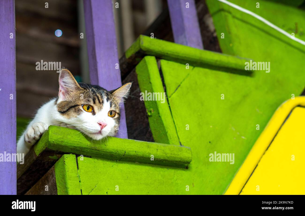 white fur cat with yellow eyes lying on the stairs interior close up ...