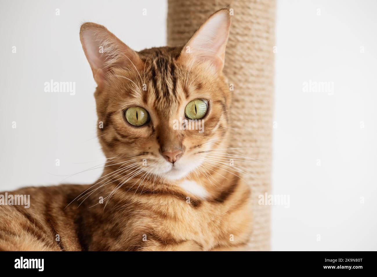 Cute bengal cat and tree in the room. Pet scratching post Stock Photo ...