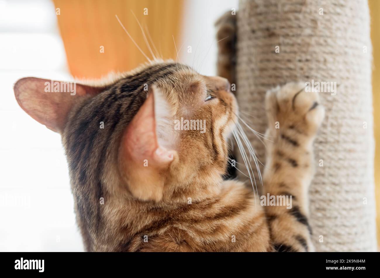 Cute pet sharpens its claws on a cat tree at home. Selective focus ...