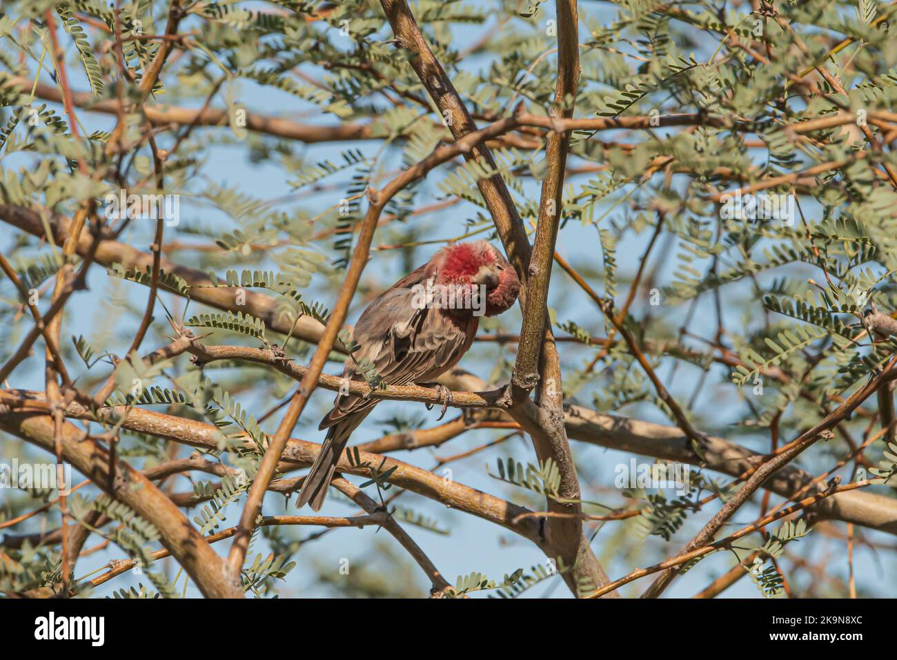 Naturebirdshots hi-res stock photography and images - Alamy