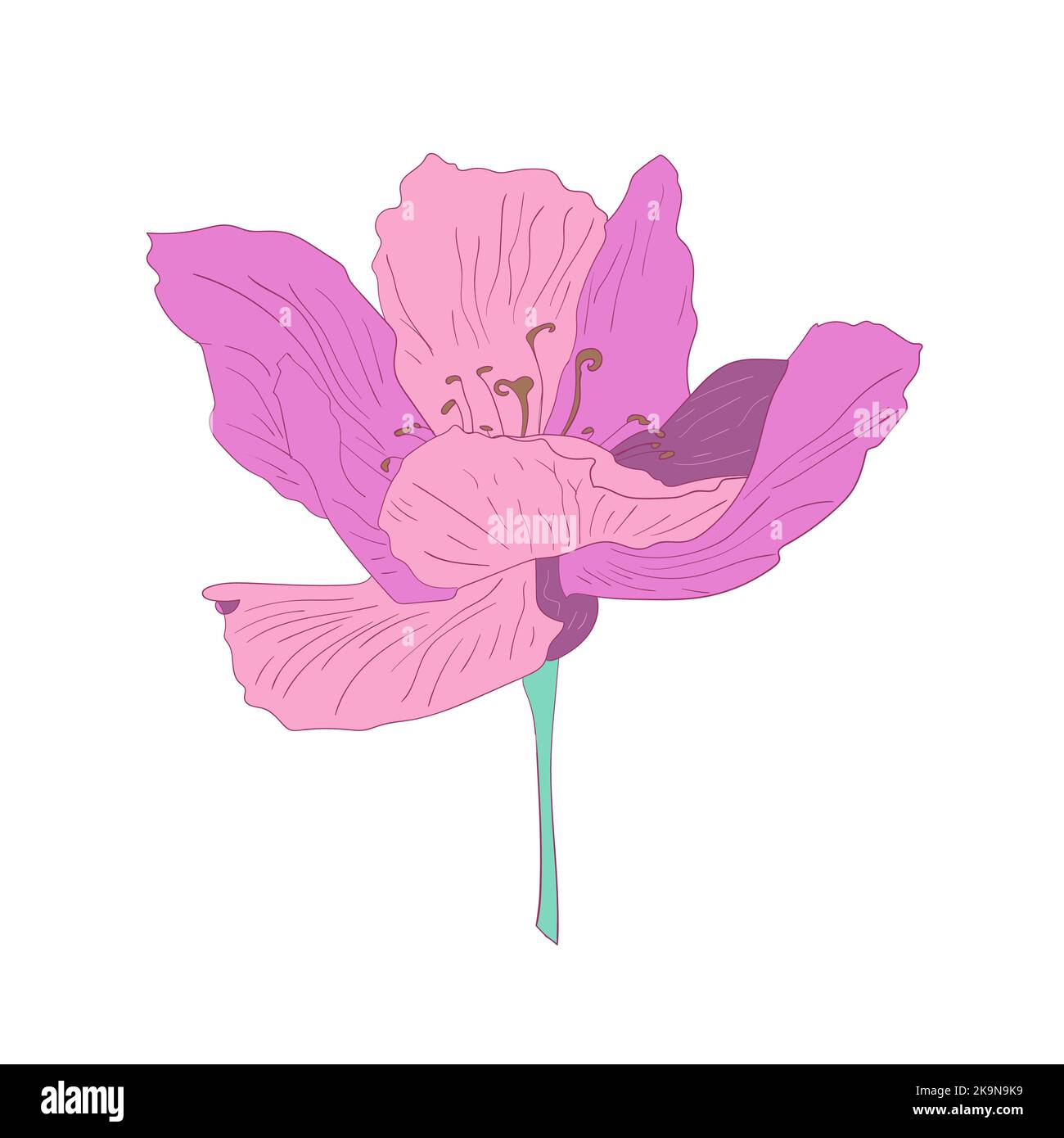 Beautiful pink flower on white background. Vector illustration ...