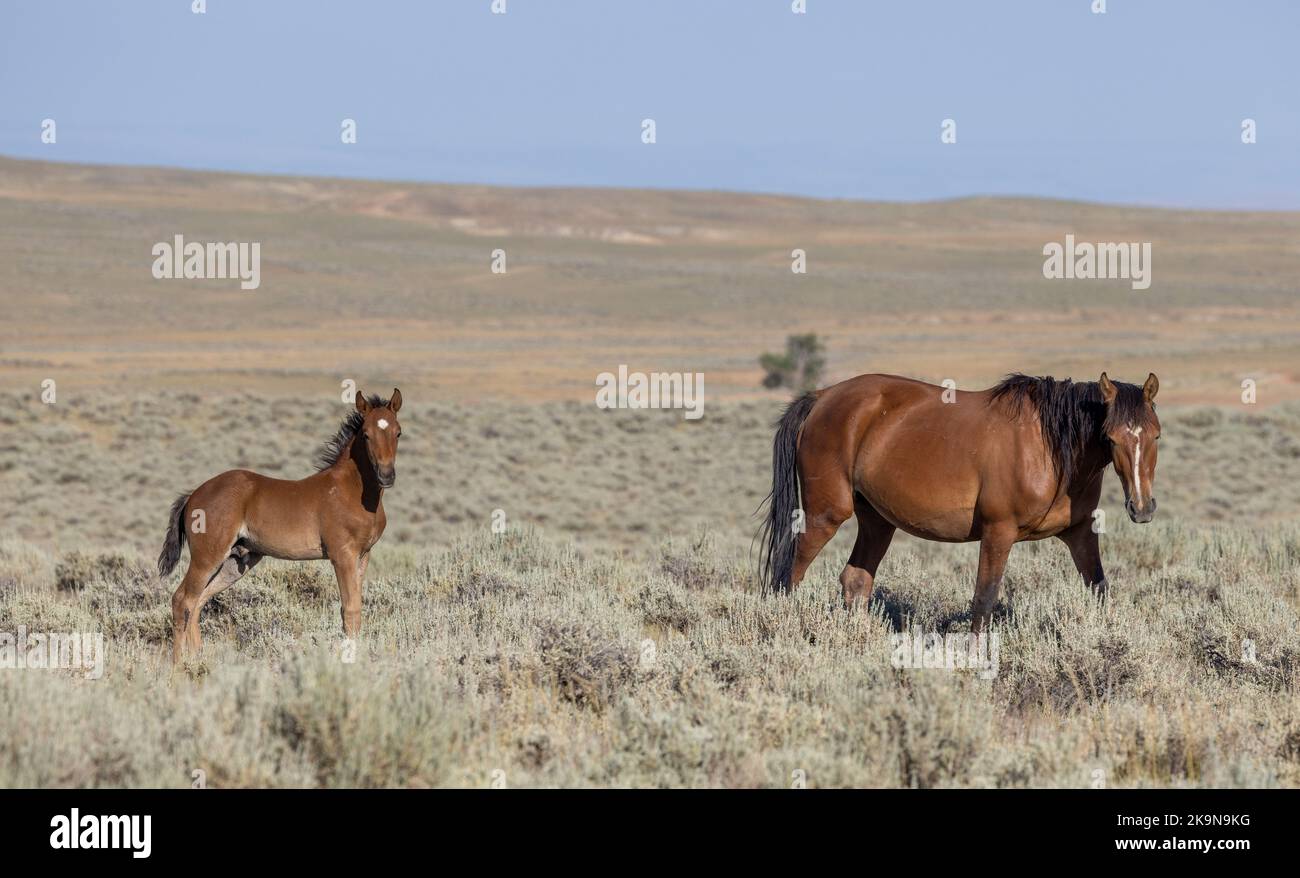 Wild Horse Mare and Foal in Summer in the Wyomign Desert Stock Photo ...