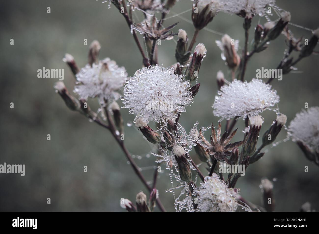 Fresh pastel art hi-res stock photography and images - Alamy