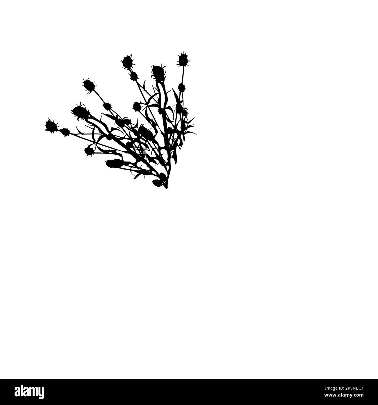 Black teasel plant silhouette isolated on white background. Vector ...