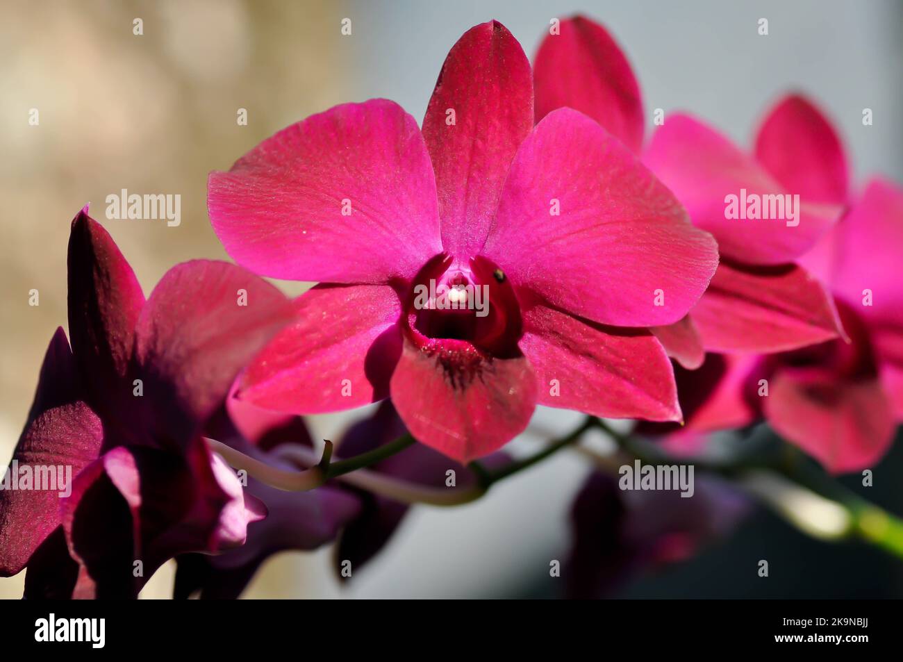 Dendrobium dendrobium sp hi-res stock photography and images - Alamy
