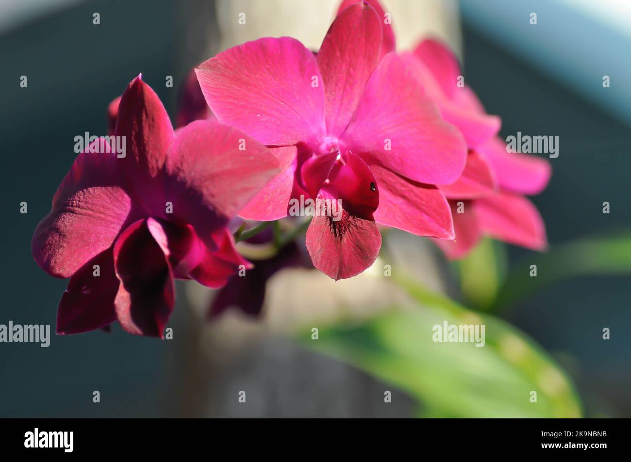 Dendrobium dendrobium sp hi-res stock photography and images - Alamy