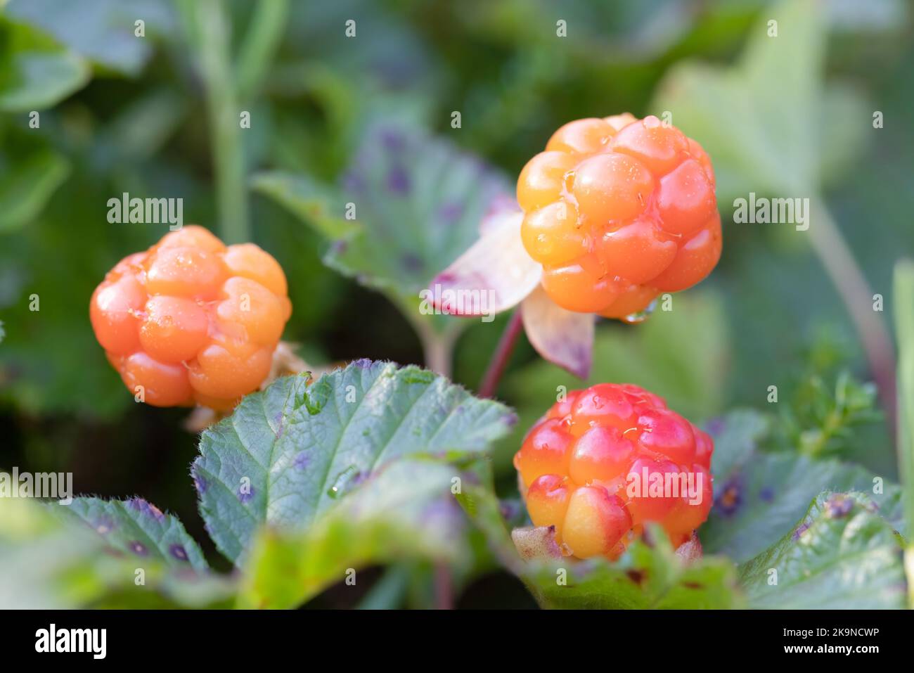 Clouberry hi-res stock photography and images - Alamy