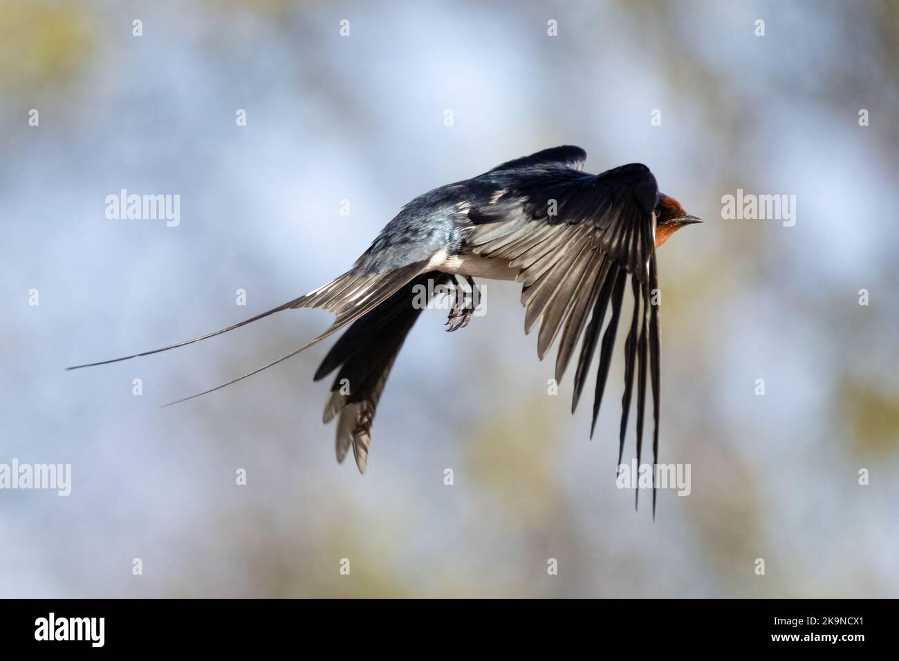 Flies the barn hi-res stock photography and images - Alamy