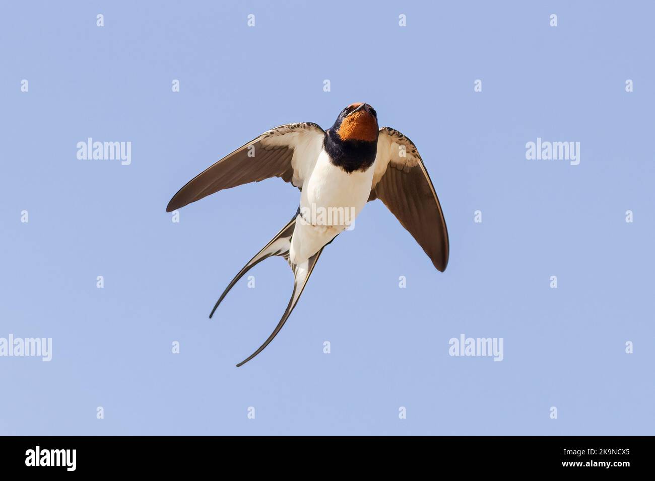 Flies the barn hi-res stock photography and images - Alamy