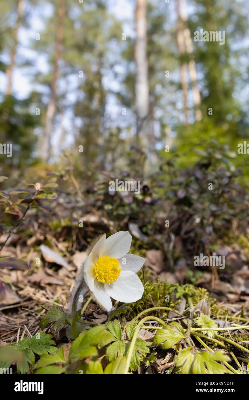 Spring Pasque Flower Stock Photo - Alamy