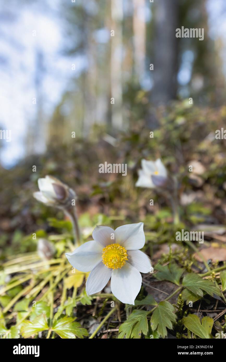 Spring Pasque Flower Stock Photo - Alamy