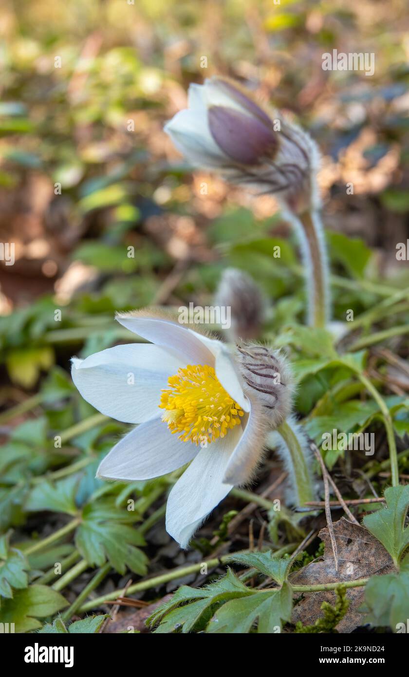 Spring Pasque Flower Stock Photo - Alamy