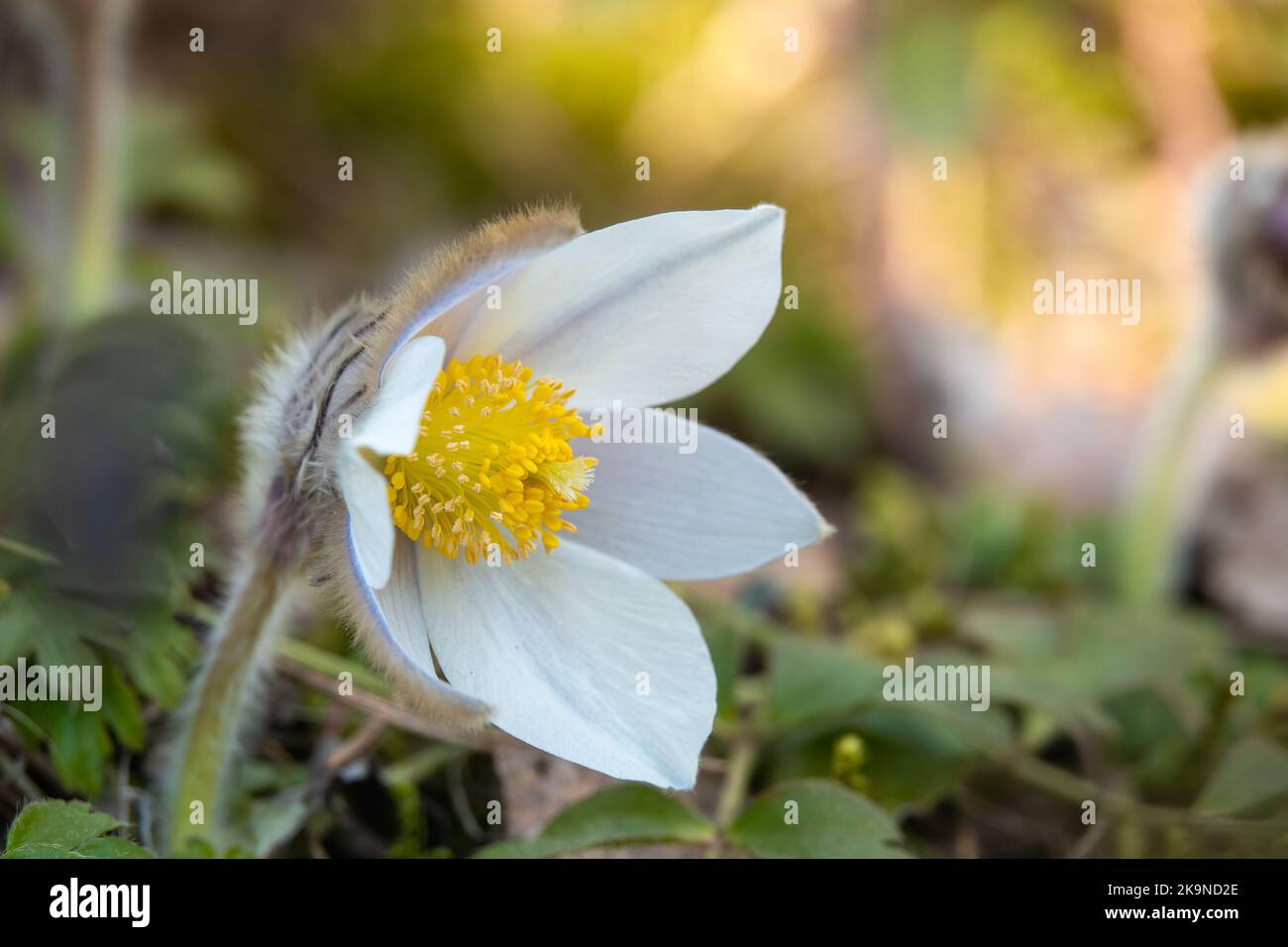 Spring Pasque Flower Stock Photo - Alamy