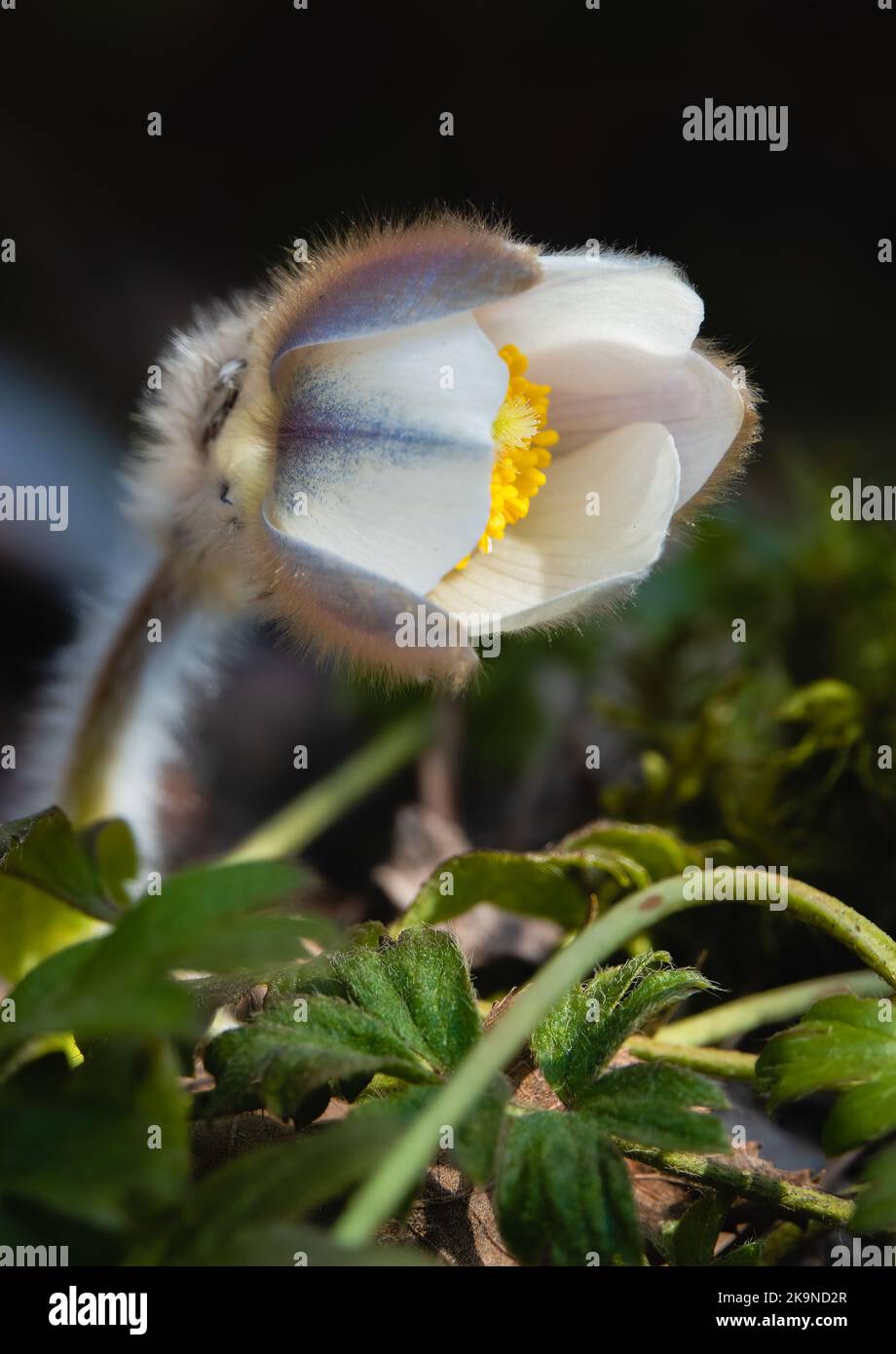 Spring Pasque Flower Stock Photo - Alamy