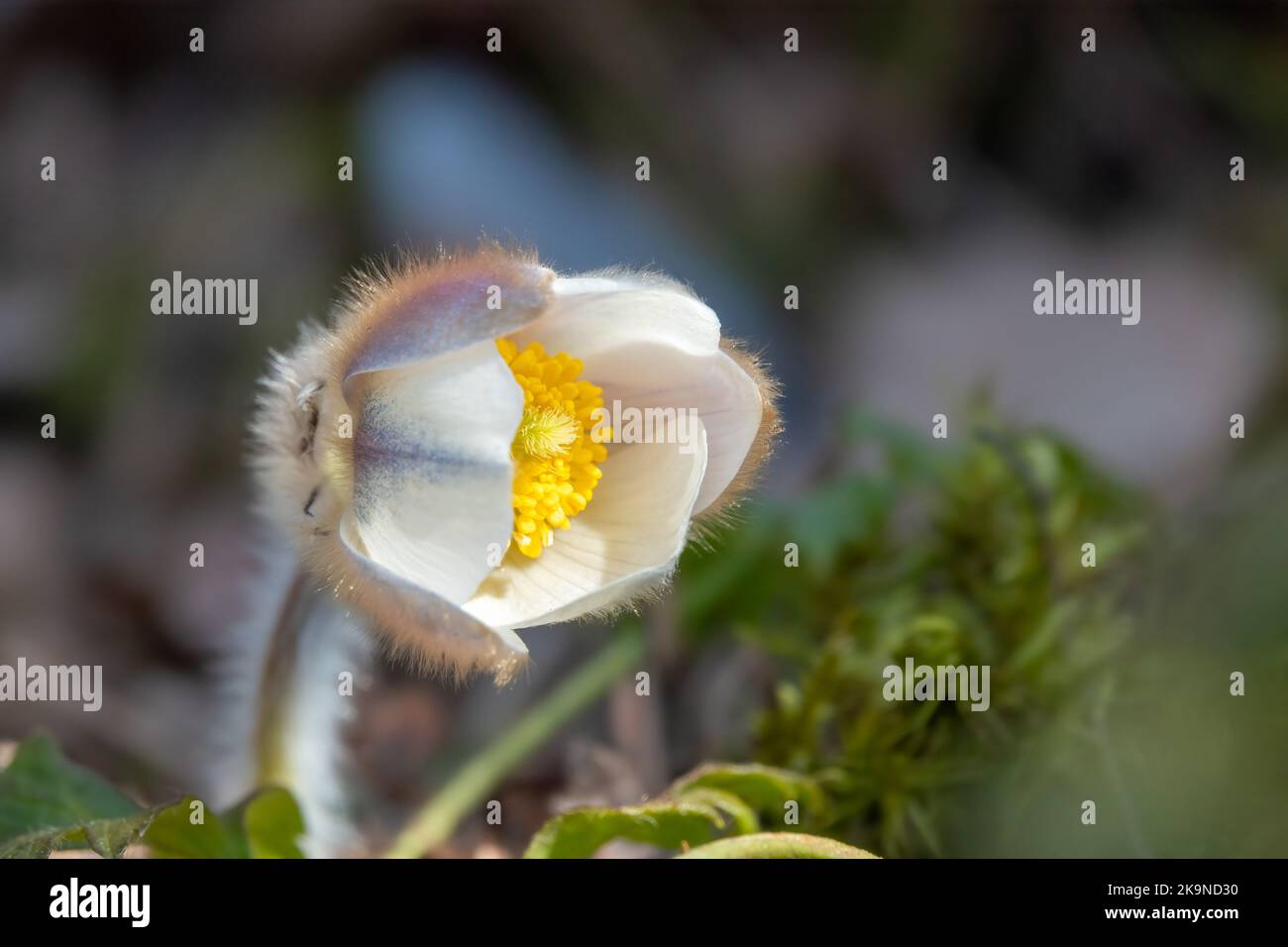 Spring Pasque Flower Stock Photo - Alamy