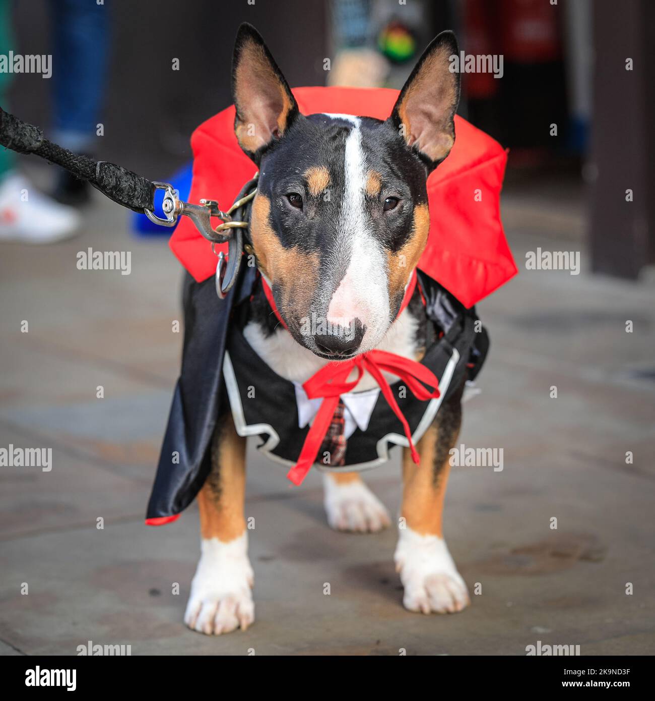 London, UK. 29th Oct, 2022. Spudnik and his owner are getting into the ...