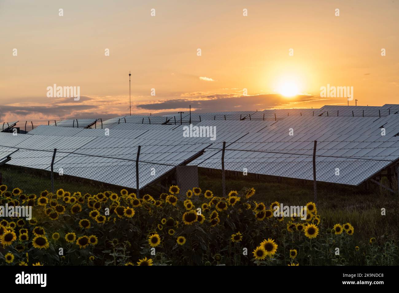 Sun setting behind solar panels in a sunflower field in summer Stock ...