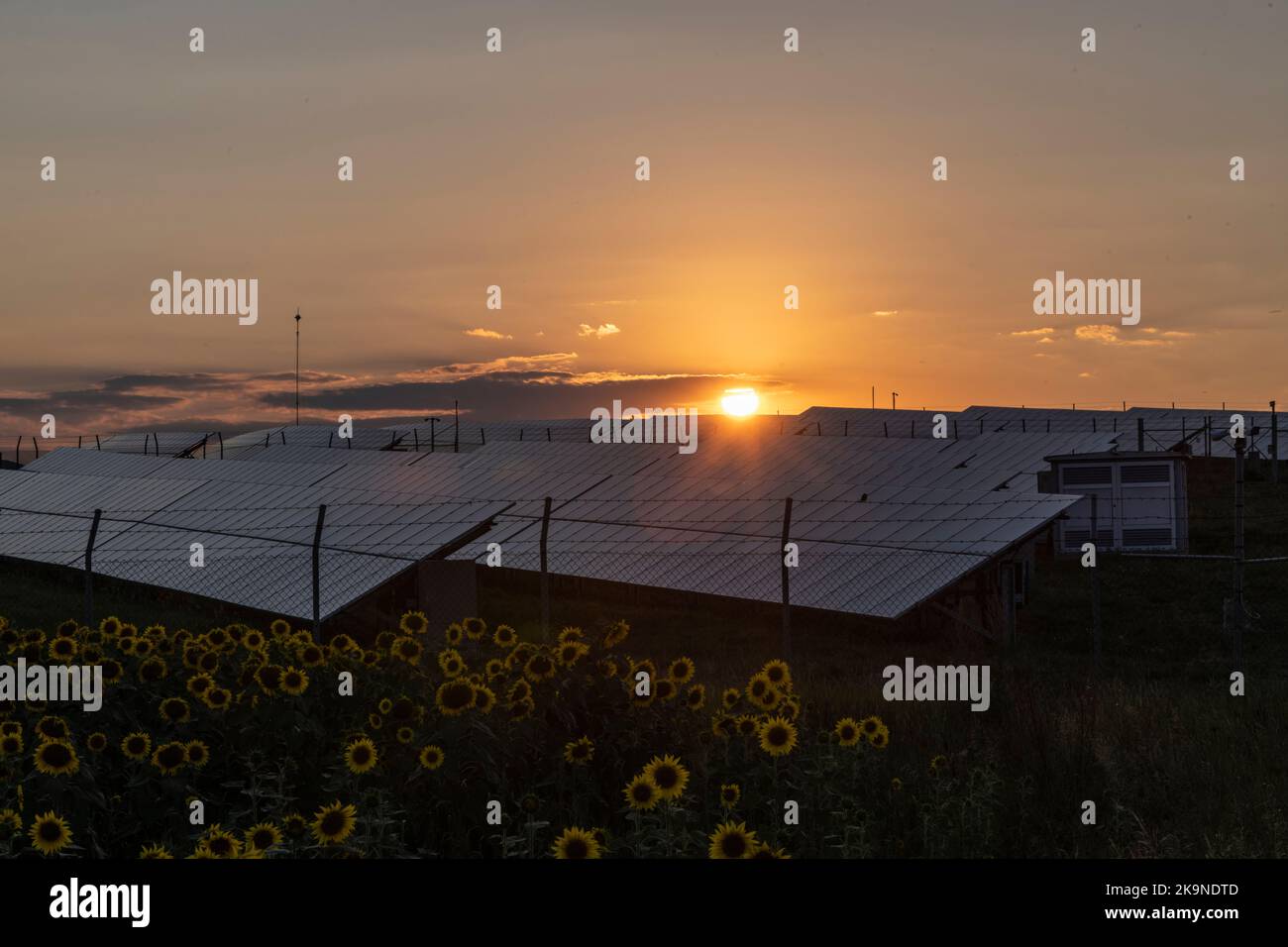 Sun setting behind solar panels in a sunflower field in summer Stock ...