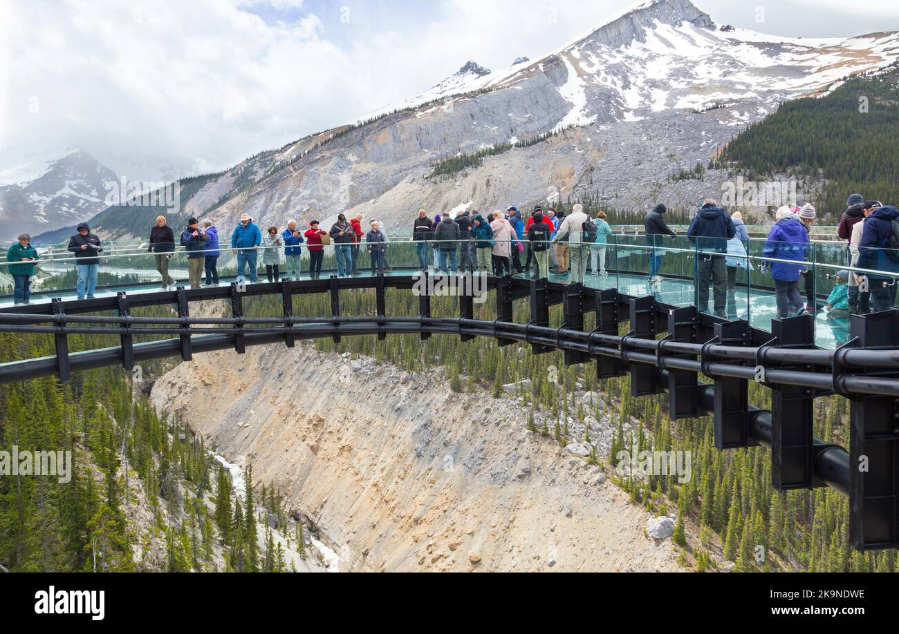 Columbia Ice field sky walk, Canada Stock Photo - Alamy