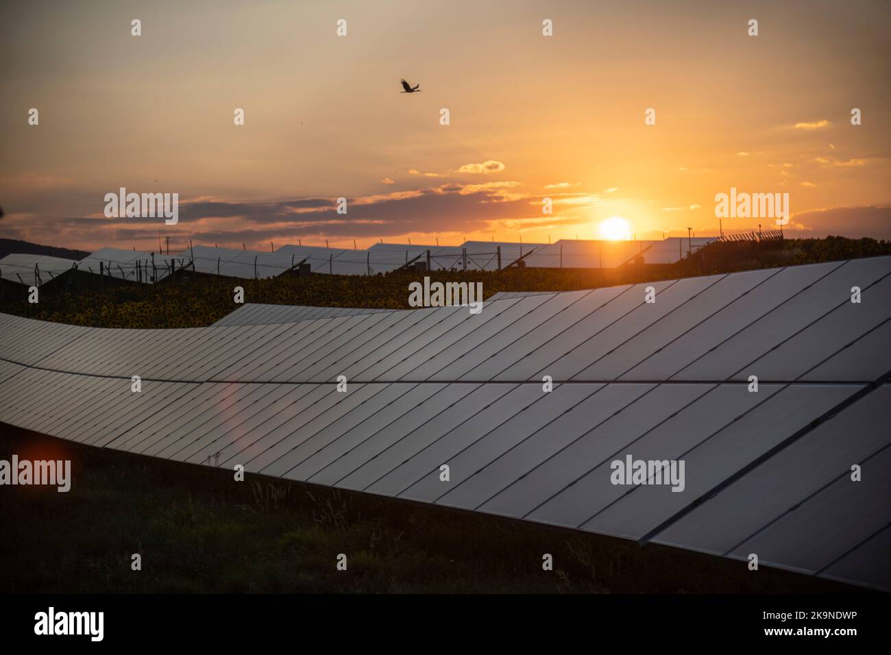 Sun setting behind solar panels in a sunflower field in summer Stock ...