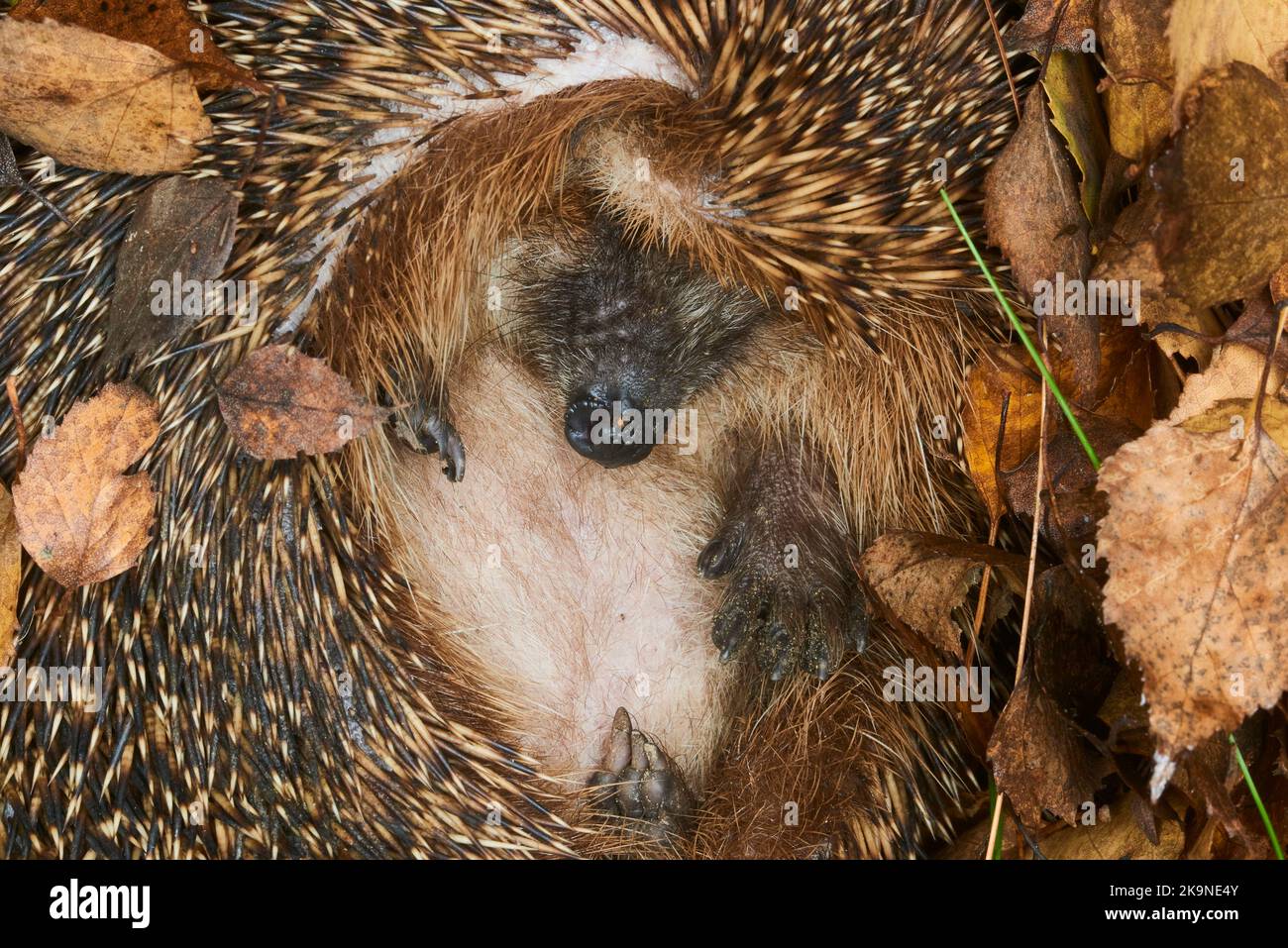 Hedgehog (Scientific name: Erinaceus Europaeus) wild, native, European ...