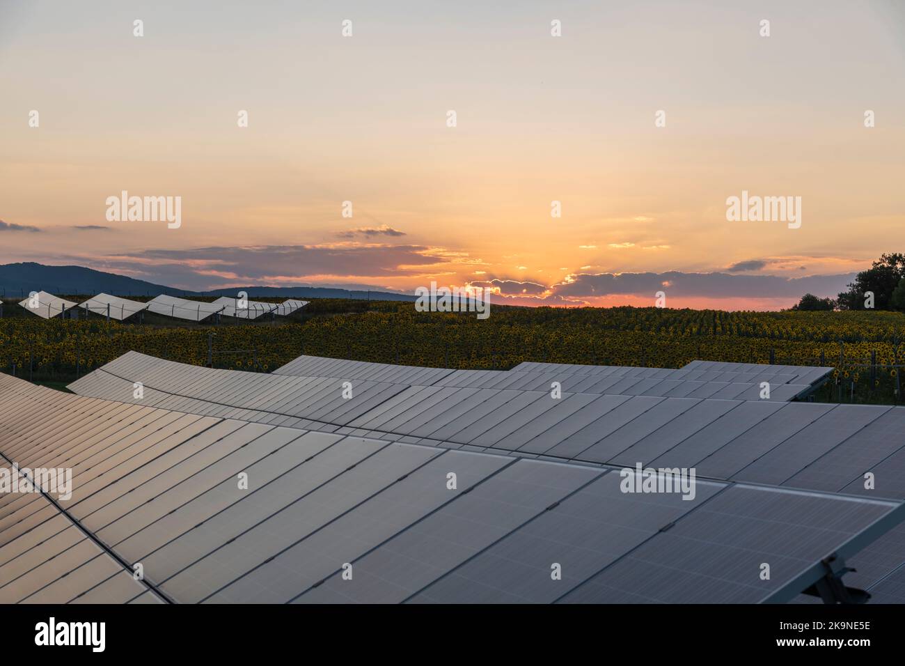 Sun setting behind solar panels in a sunflower field in summer Stock ...