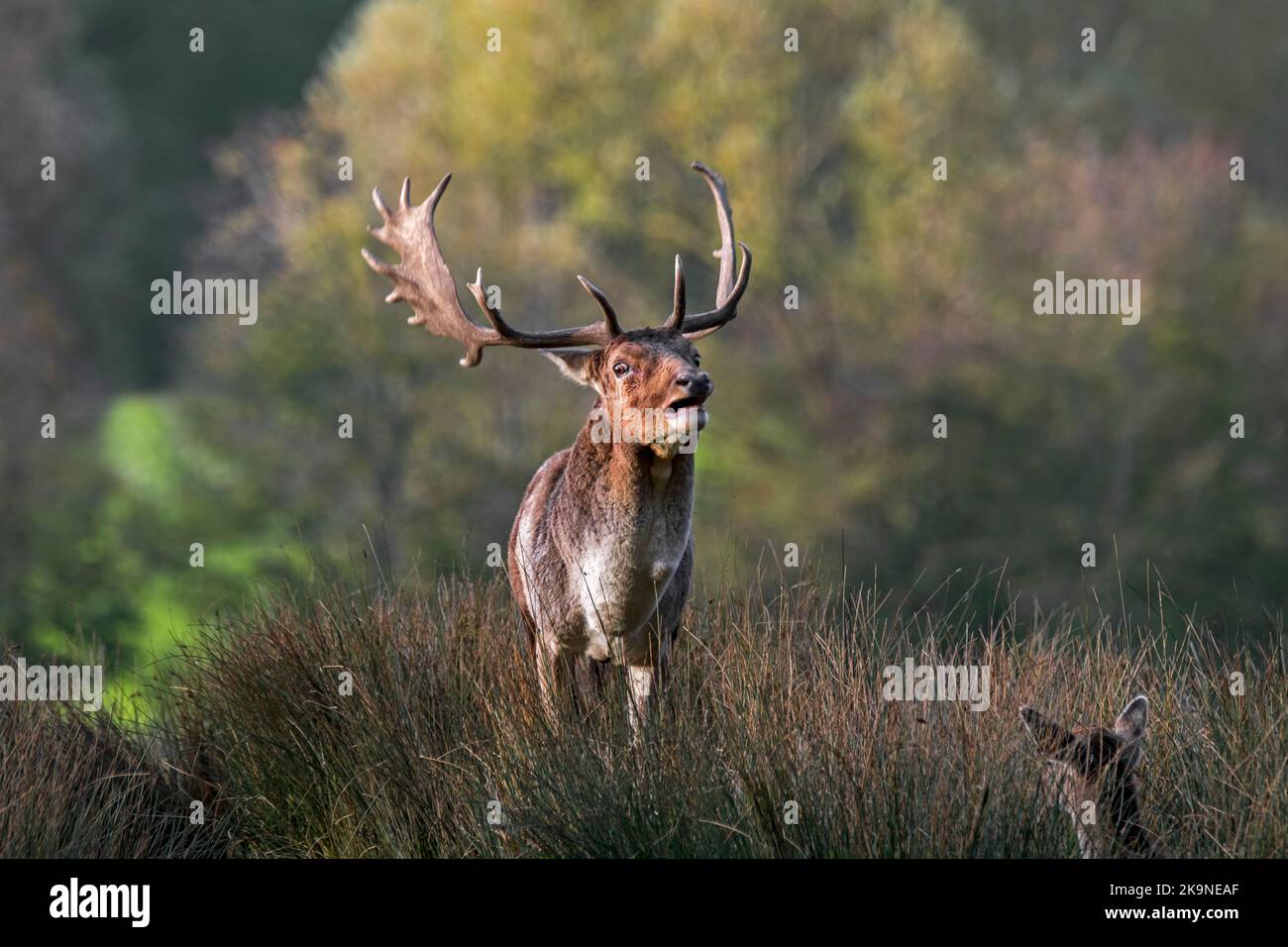 Territorial European fallow deer (Dama dama) buck / male with big ...