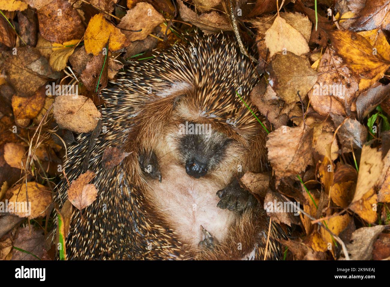 Hedgehog (Scientific name: Erinaceus Europaeus) wild, native, European ...