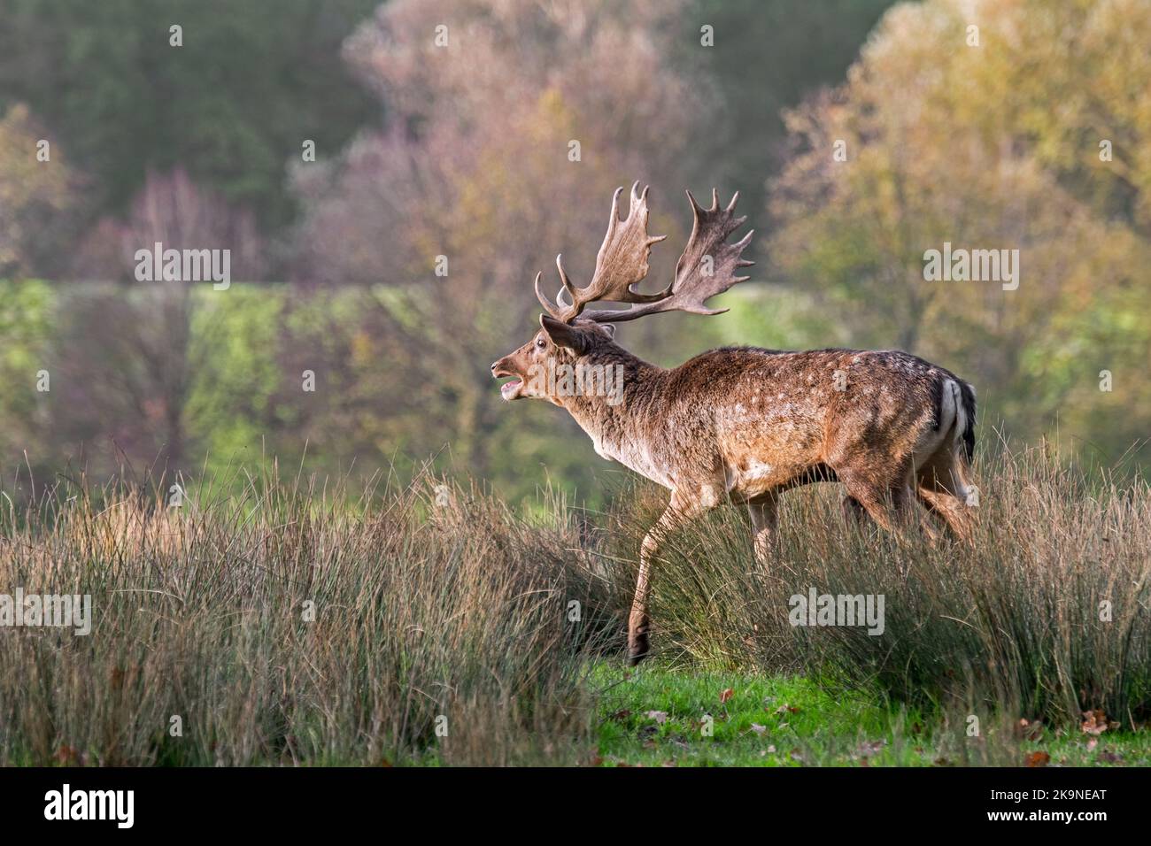 Territorial European fallow deer (Dama dama) buck / male with big ...