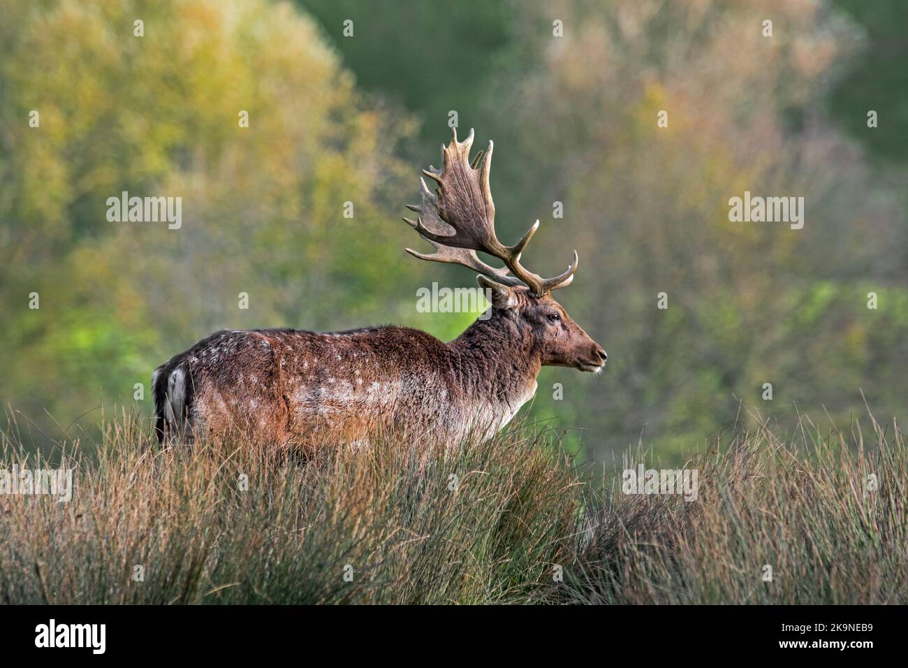 European fallow deer (Dama dama) buck / male with big antlers at forest ...