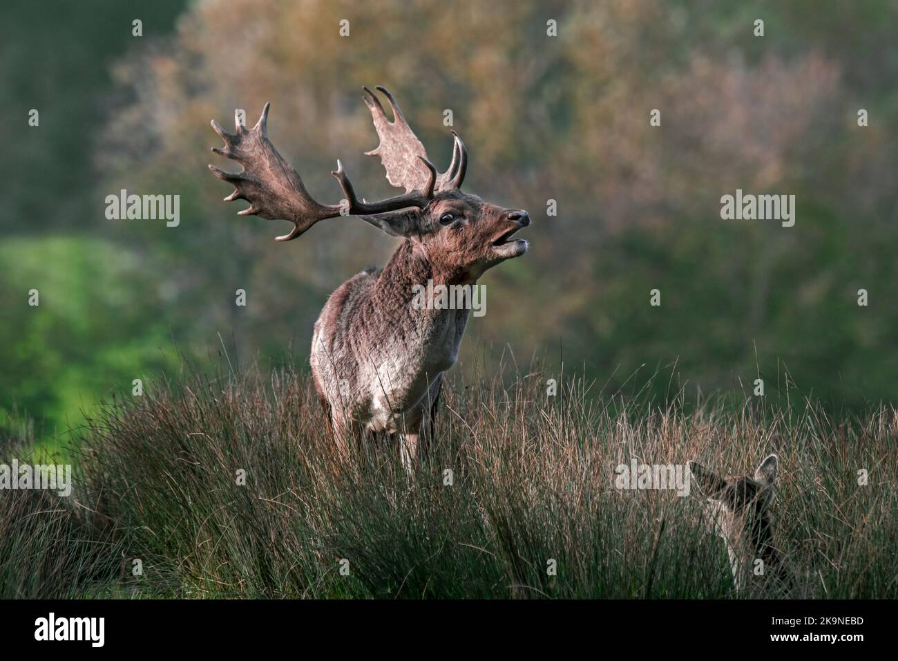 Territorial European fallow deer (Dama dama) buck / male with big ...