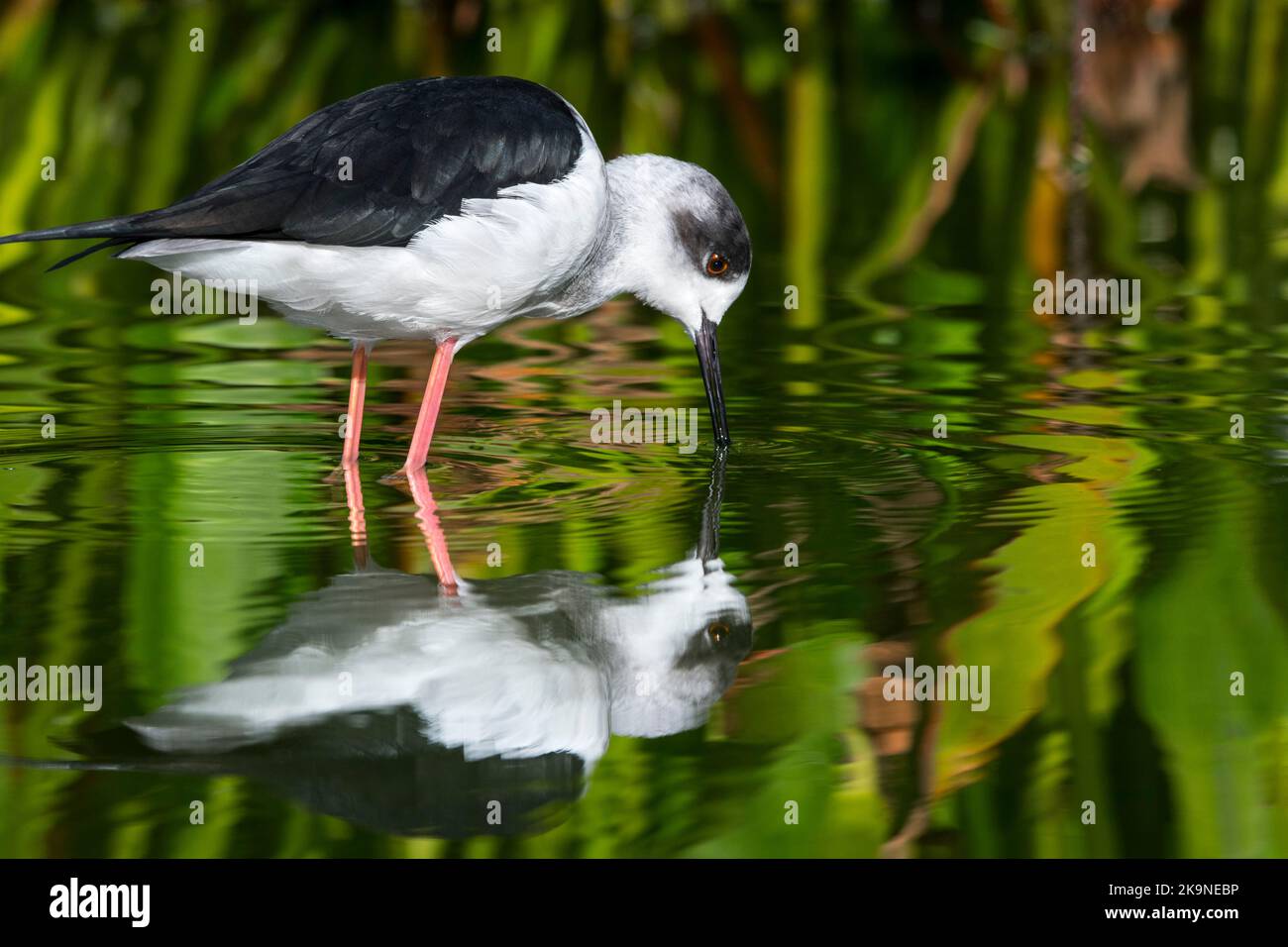 Black-winged stilt (Himantopus himantopus) male foraging in shallow ...