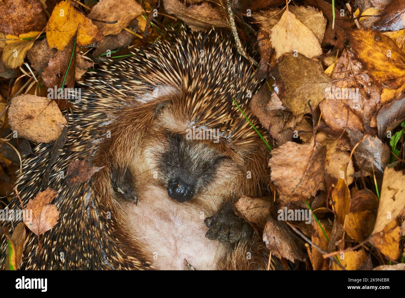 Hedgehog (Scientific name: Erinaceus Europaeus) wild, native, European ...