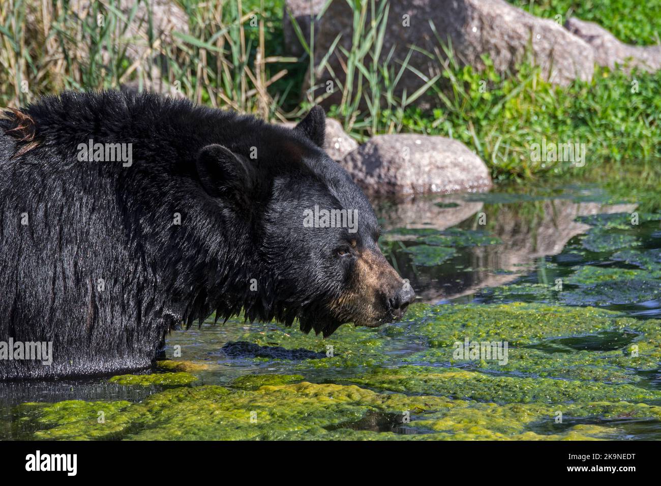 Close-up portrait of American black bear (Ursus americanus) bathing in ...