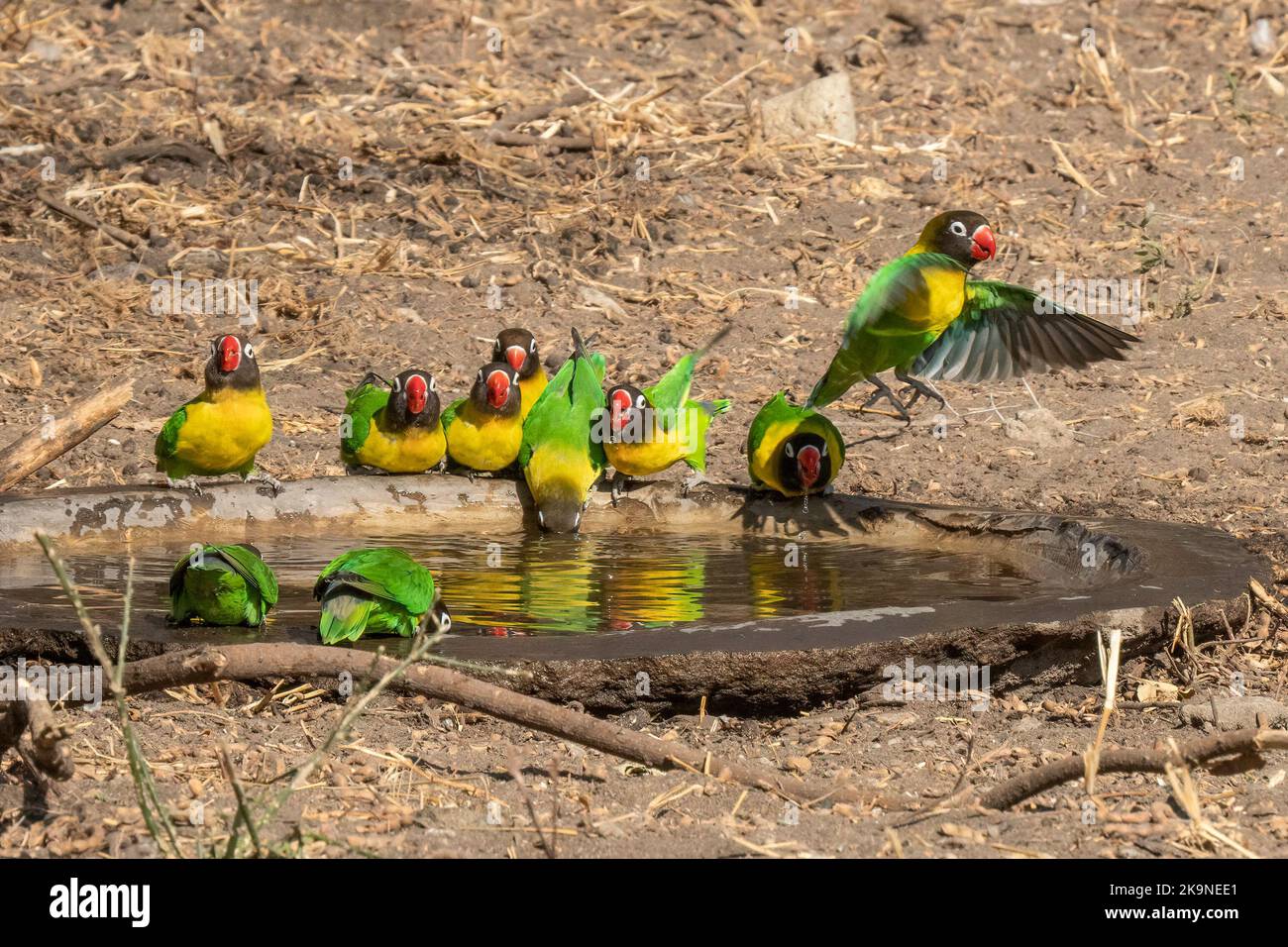A group of yellow collared love birds around a bird pool in Tanzania ...