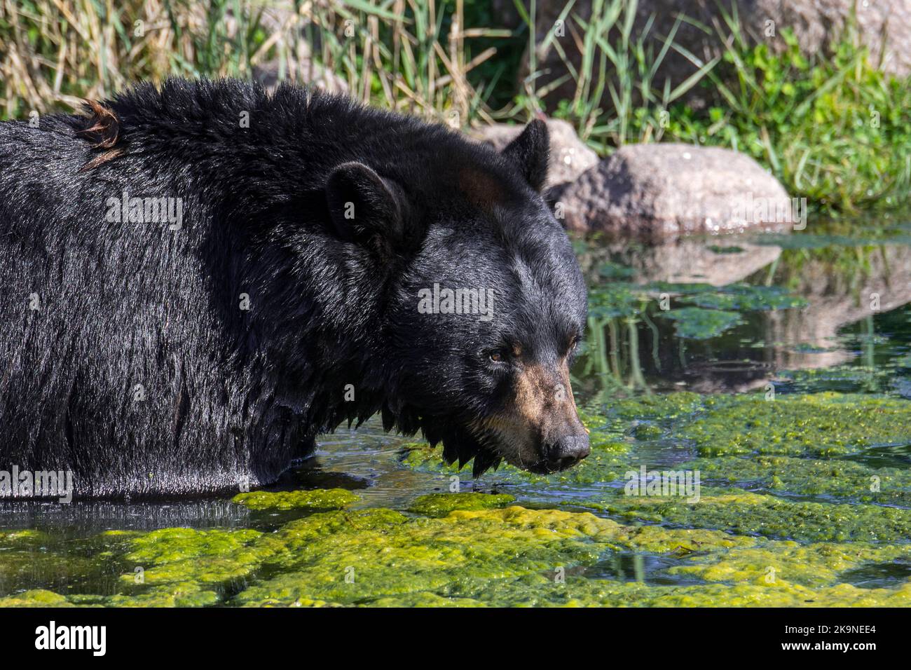 American black bear (Ursus americanus) bathing in water of pond Stock ...
