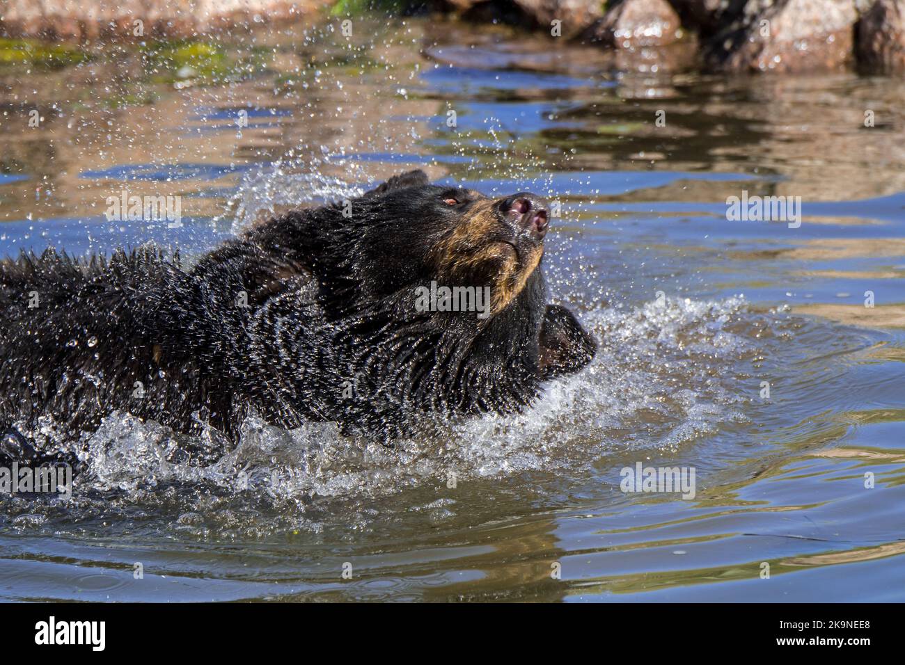 American black bear (Ursus americanus) bathing and shaking fur in water ...