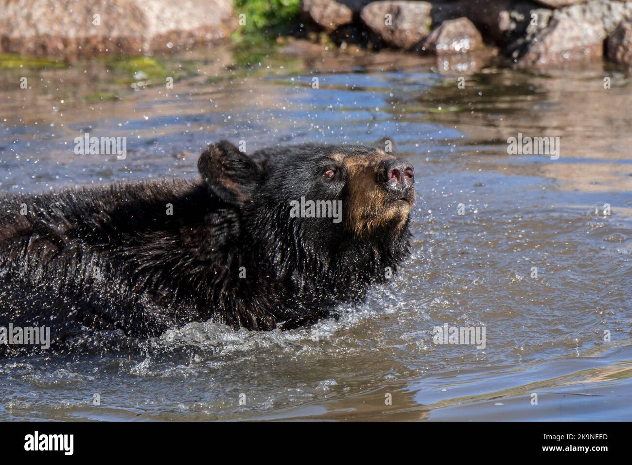 American black bear (Ursus americanus) bathing and shaking fur in water ...