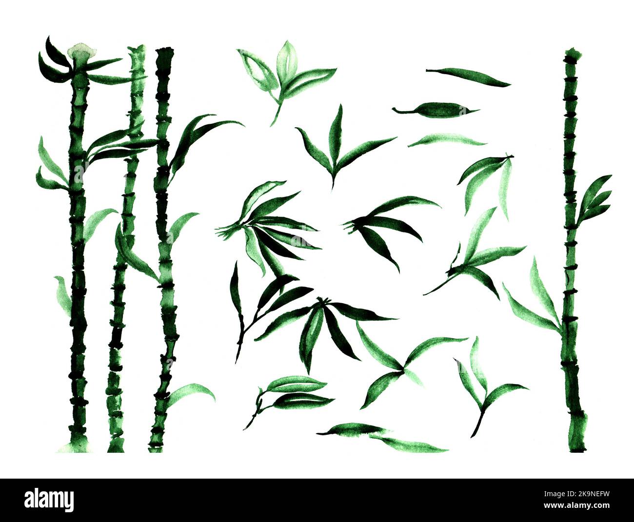 Hand painted watercolor illustration of bamboo leaves and plants Stock ...