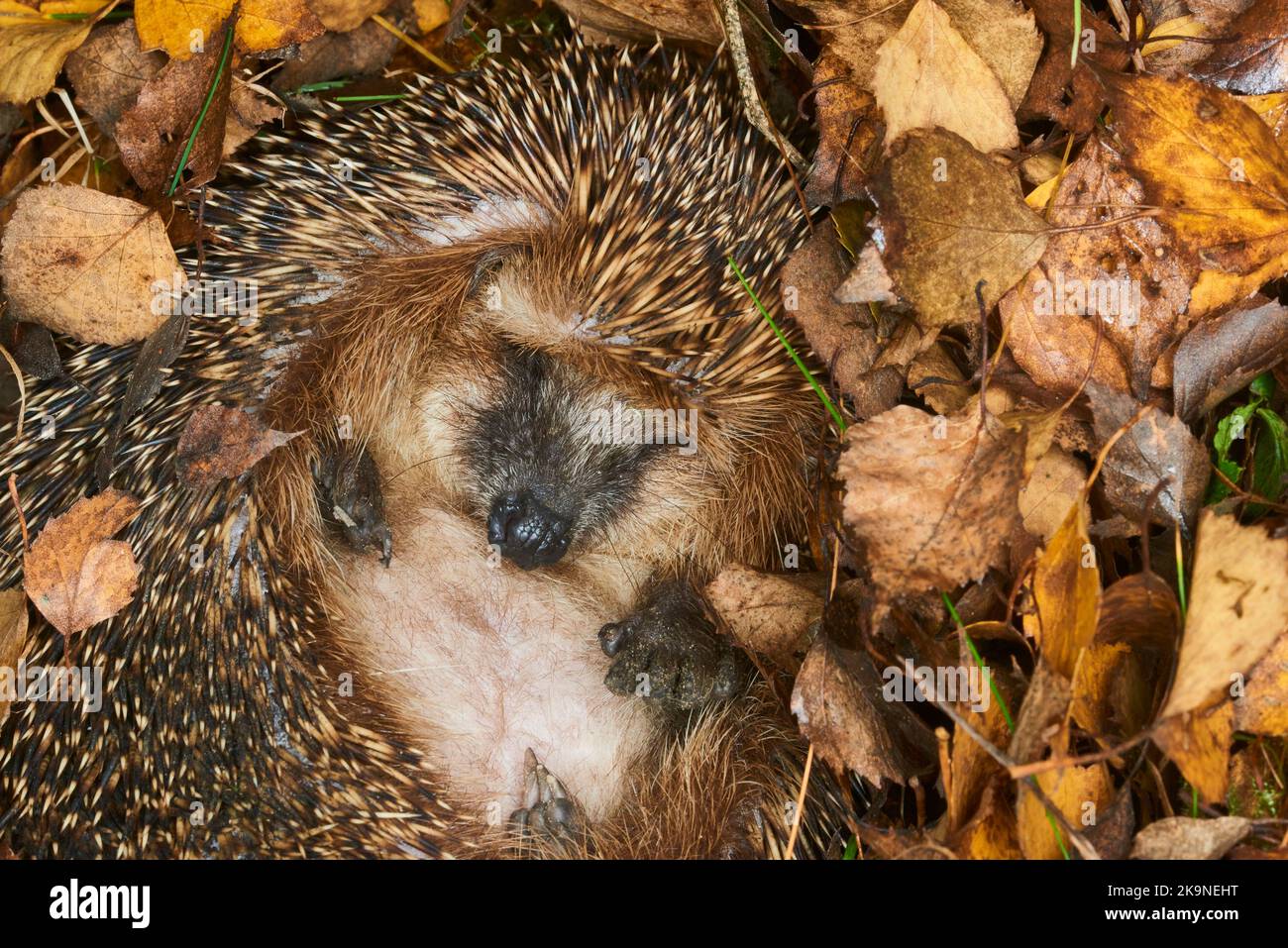 Hedgehog (Scientific name: Erinaceus Europaeus) wild, native, European ...