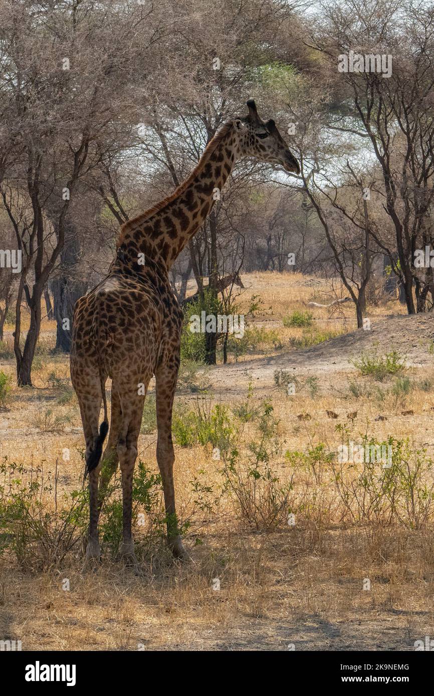 An adult male giraffe in the african savannah in Tarangire, Tanzania ...