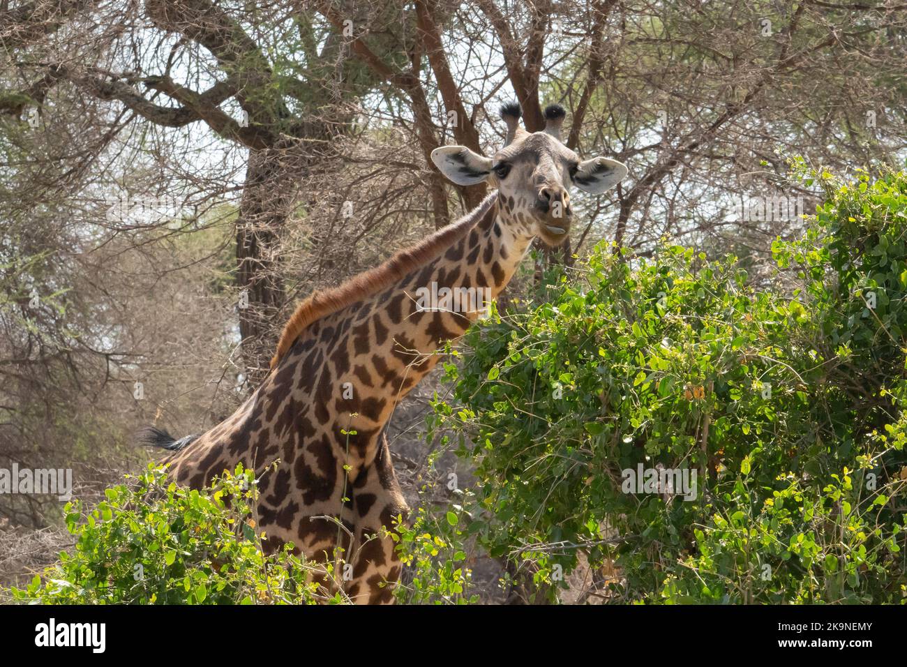 A portrait of a female giraffe eating in a tree savannah in Tanzania ...