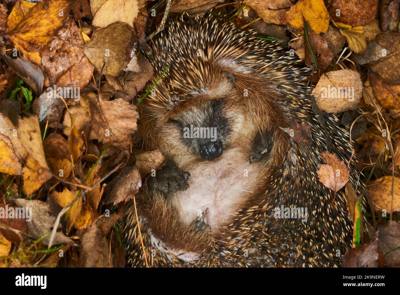 Hedgehog (Scientific name: Erinaceus Europaeus) wild, native, European ...