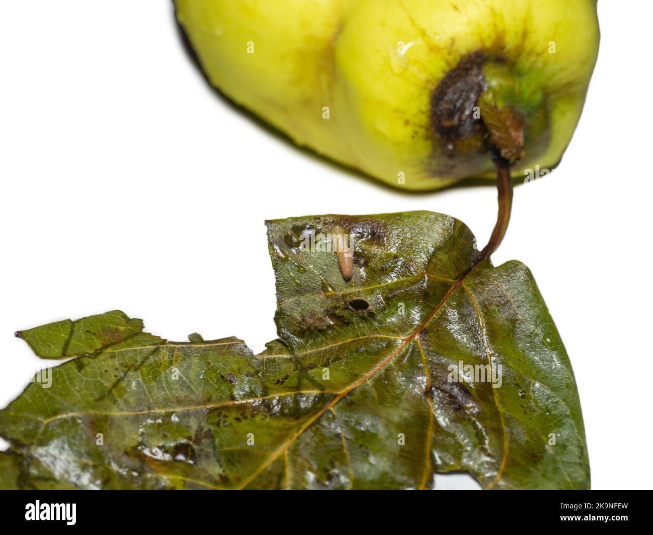 Quince leaf with a worm. Spoiled fruit on a white background. Quince ...
